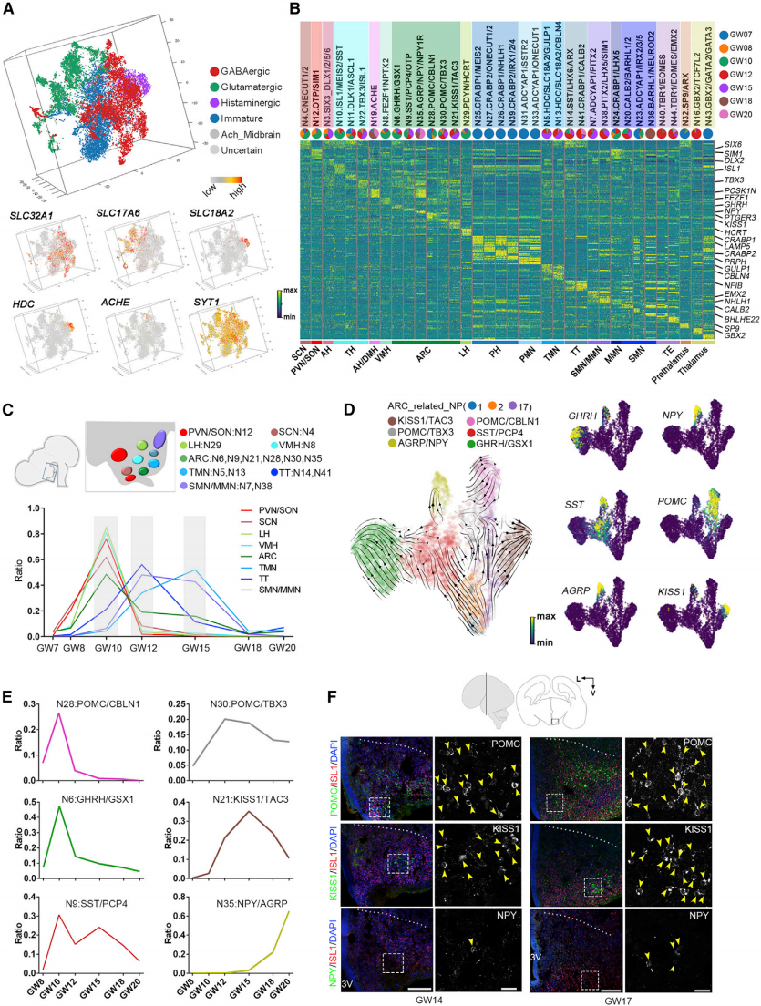 Cell Stem Cell | 人类下丘脑发育的时空转录组动态特征 - 知乎