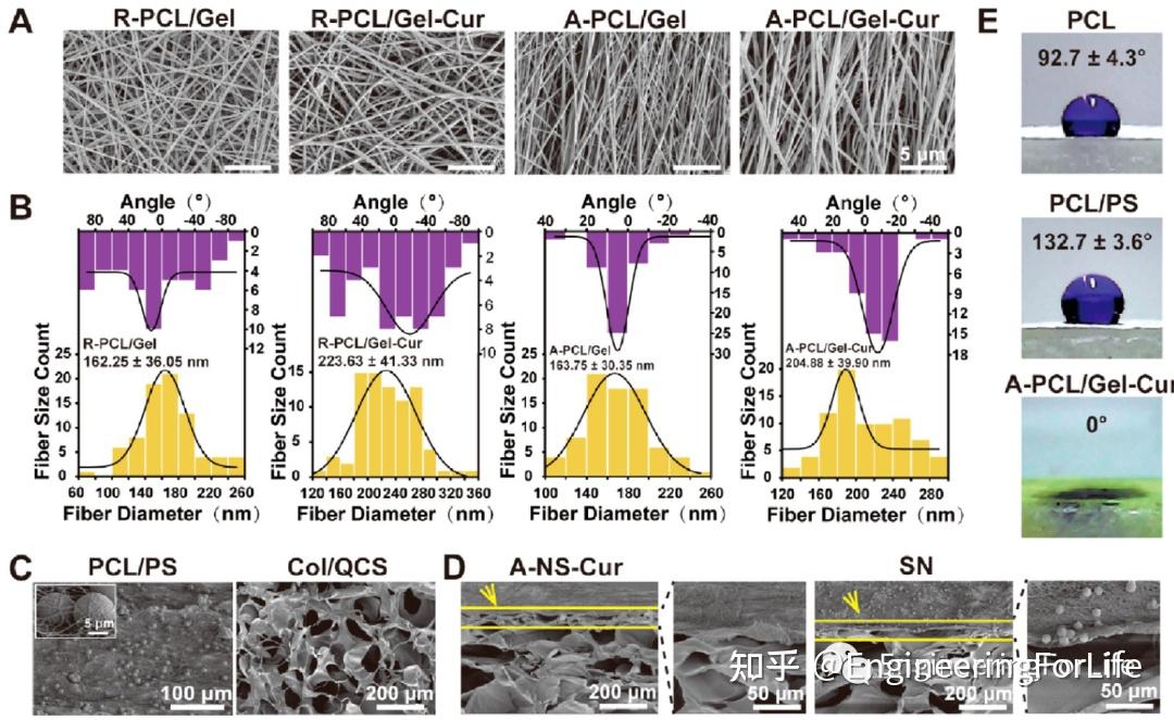 《ACS AMI》：结构发挥大作用，非对称仿生敷料促进创面伤口愈合 - 知乎