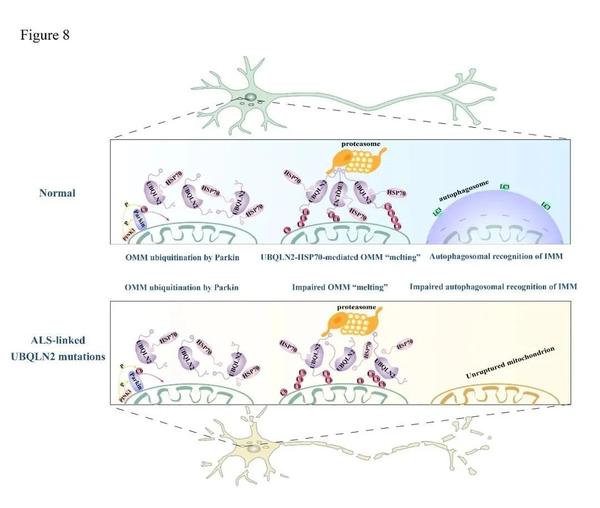 8.10脑科学日报| Science子刊：这些蛋白质失衡会致中年人痴呆 - 知乎