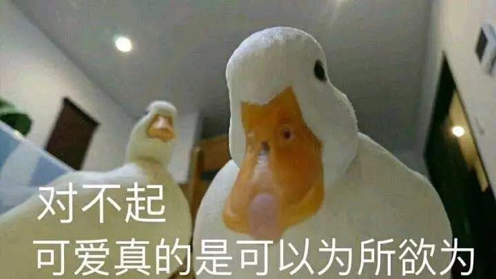 鸭子表情包干货,派送!!! 知乎