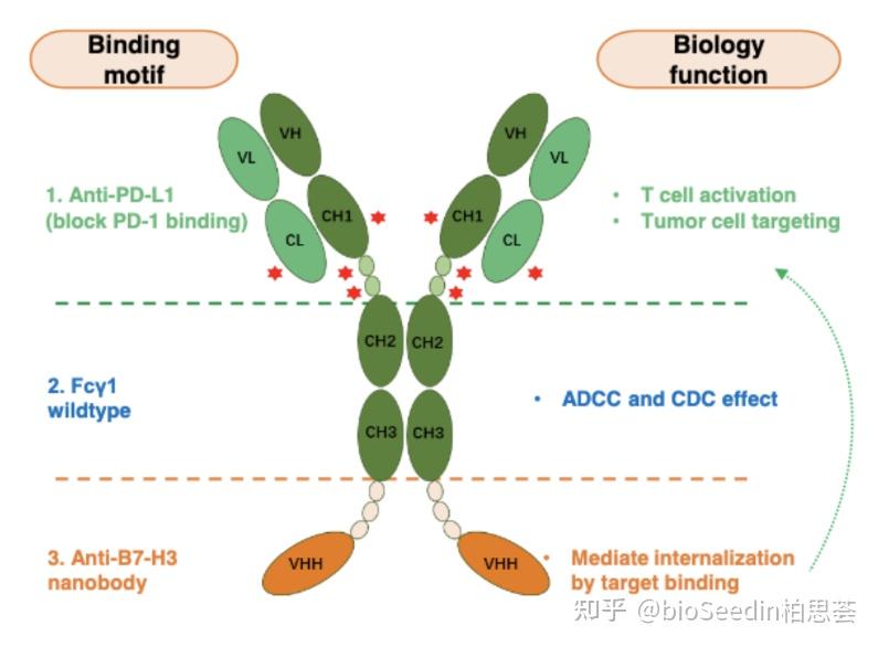 PD-L1 ADC：辉瑞挺进3期，复宏汉霖、映恩生物奋勇直追 - 知乎