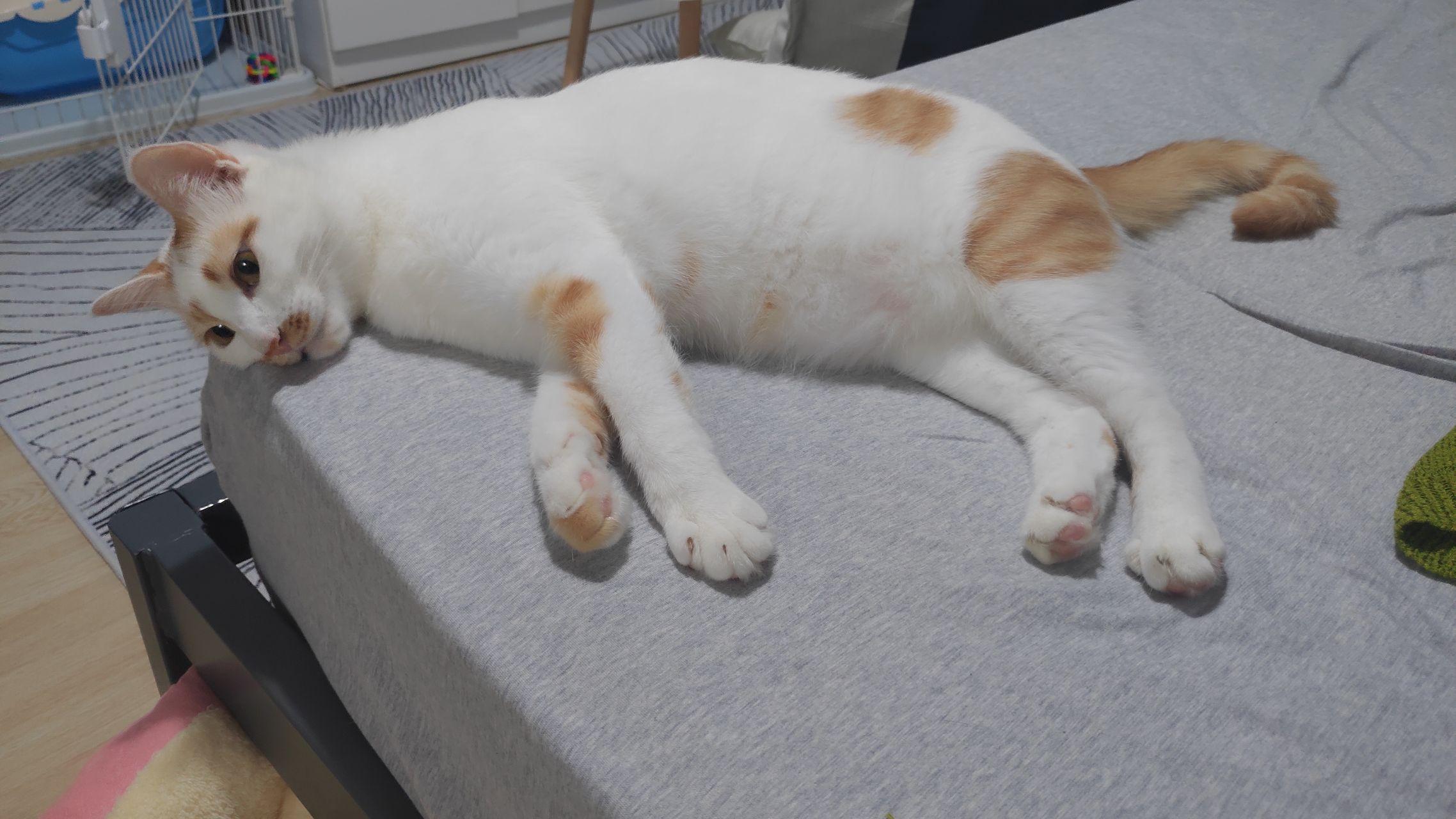 大猫和新来的小猫如何相处 知乎