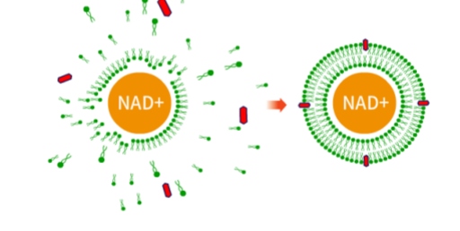 抗衰产品避雷，三分钟读懂NAD+ - 知乎