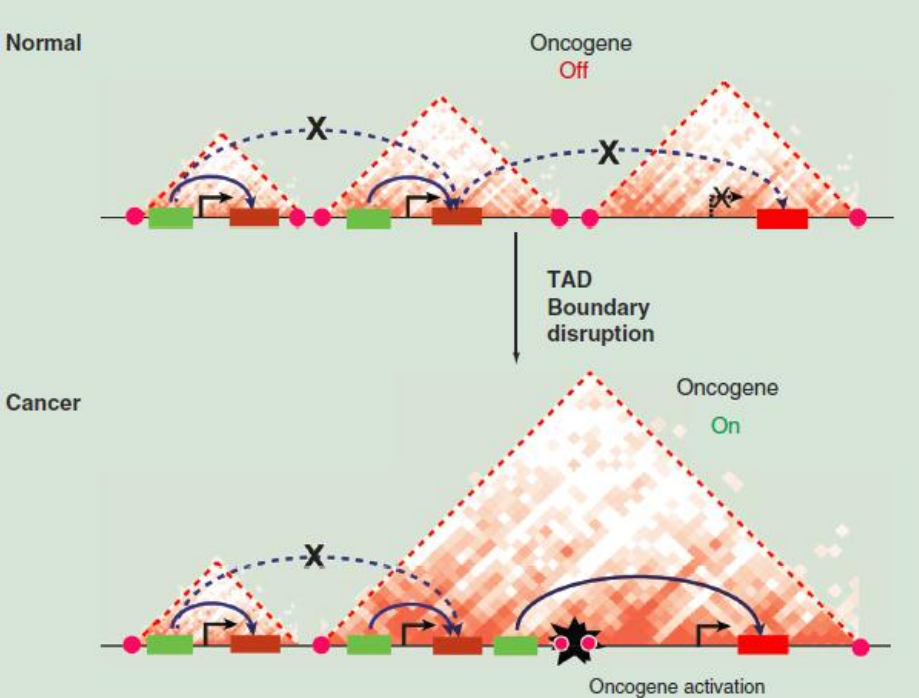 三维基因组学研究的是什么？什么是 Hi-C 技术？为什么 Hi-C 技术这么火？ - 知乎