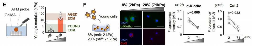 NC（IF17）! 蛋白质组学揭示软骨老化的关键蛋白及相关机制 - 知乎