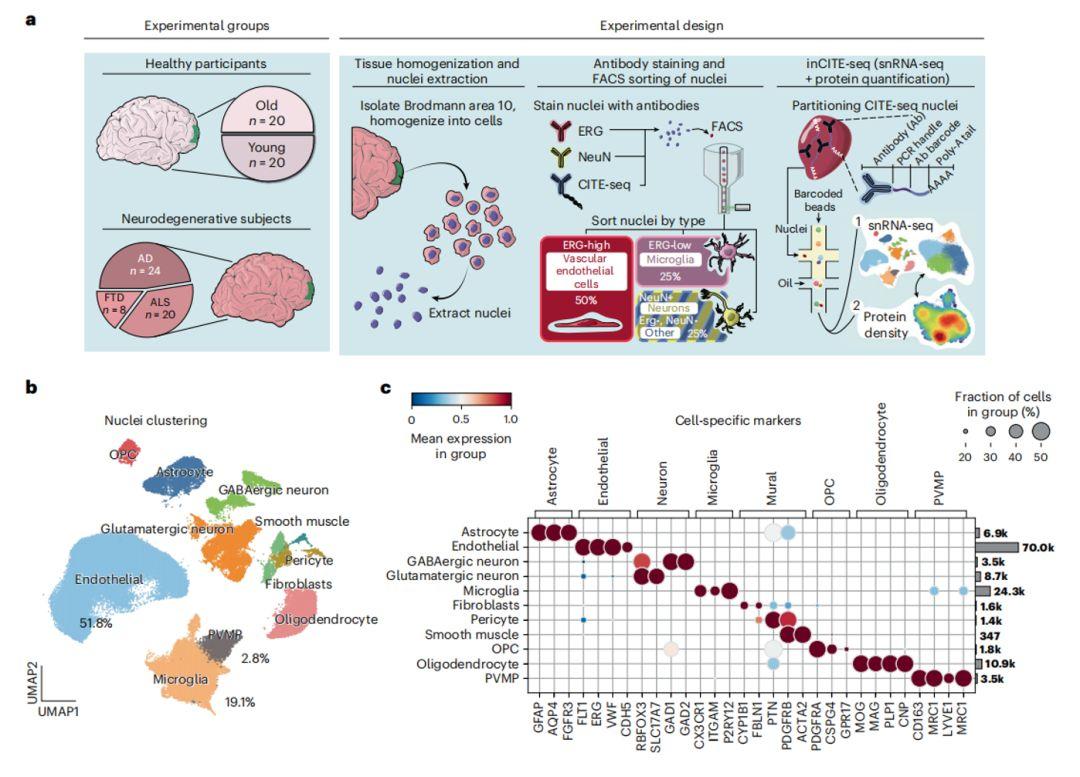 Nat Neurosci：内皮细胞TDP-43的缺失破坏核心血脑屏障通路 - 知乎