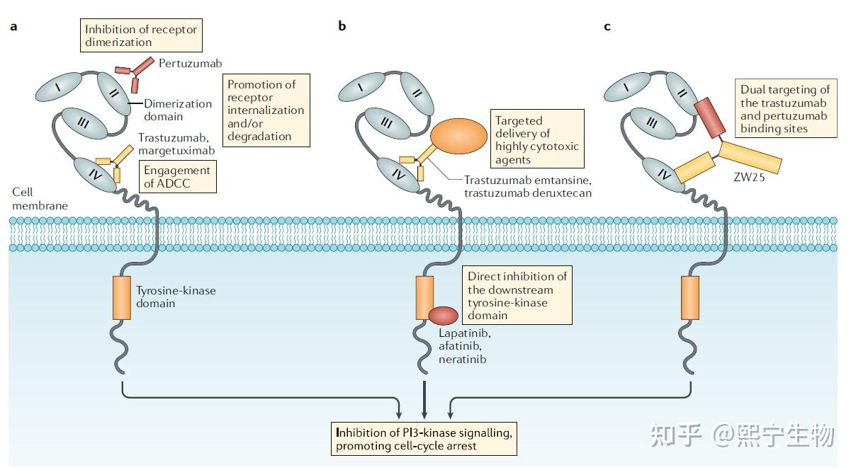 精准治疗的钥匙（二）：揭秘HER2基因扩增/蛋白过表达 - 知乎