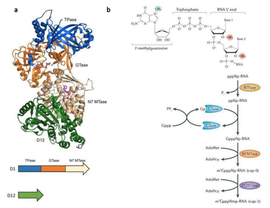 【星耀小课堂】mRNA篇｜mRNA合成——深度解析mRNA甲基化和帽子结构 - 知乎