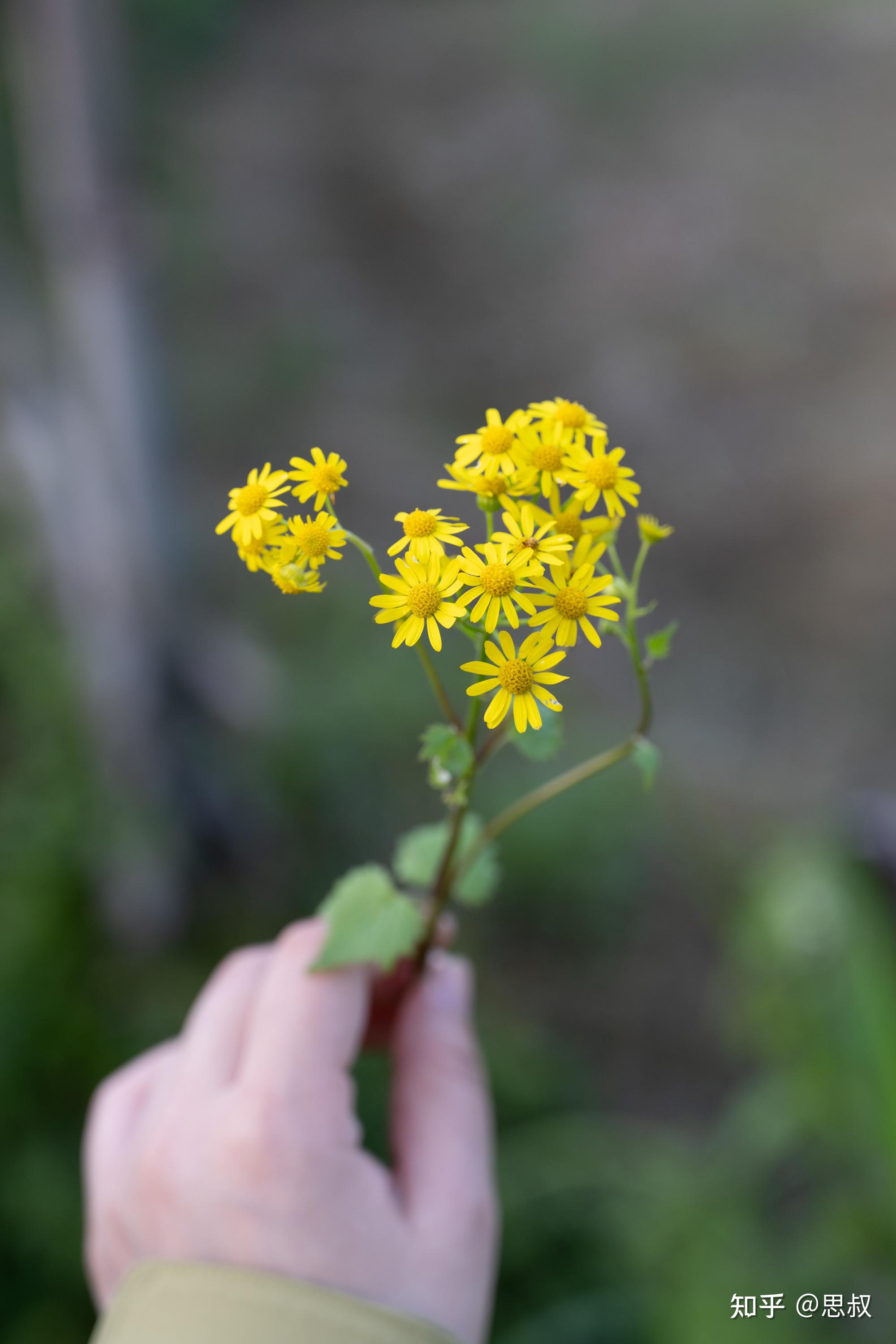 索尼A7C，拍照为主选2070还是24105？ - 知乎