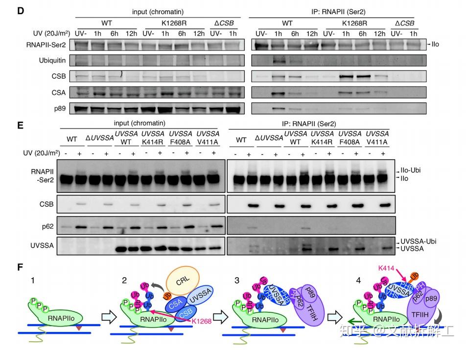 【Cell论文拆解】DNA损伤停滞处的RNAPII的泛素化 促进转录耦合修复 - 知乎