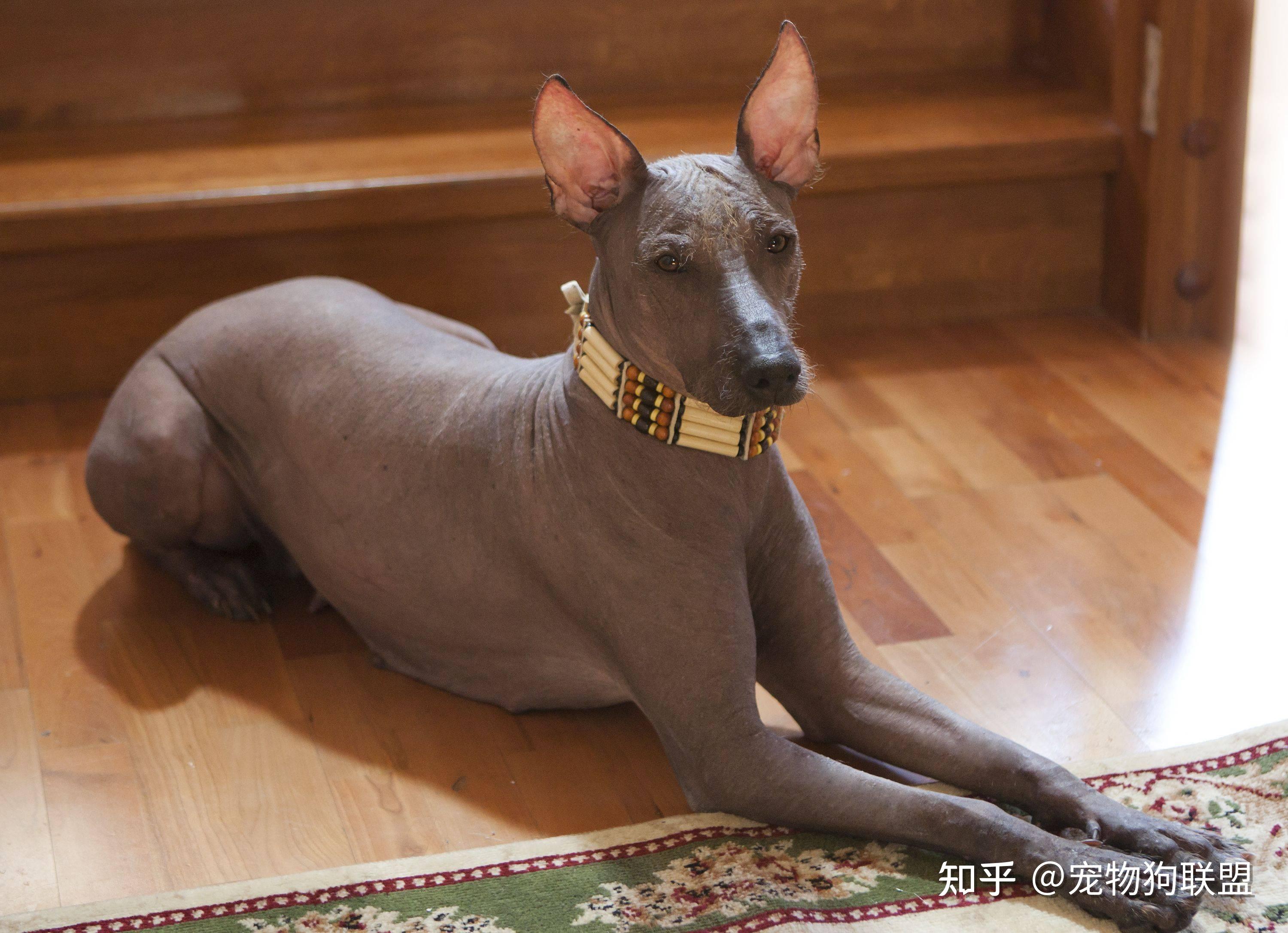 公认“不掉毛”的6种狗，好养易打理，适合家养！ - 知乎