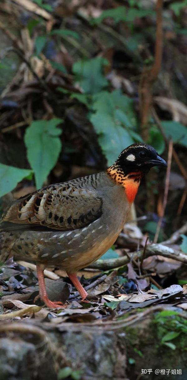 10月19日蚂蚁森林之神奇物种的新发现——海南山鹧鸪 - 知乎