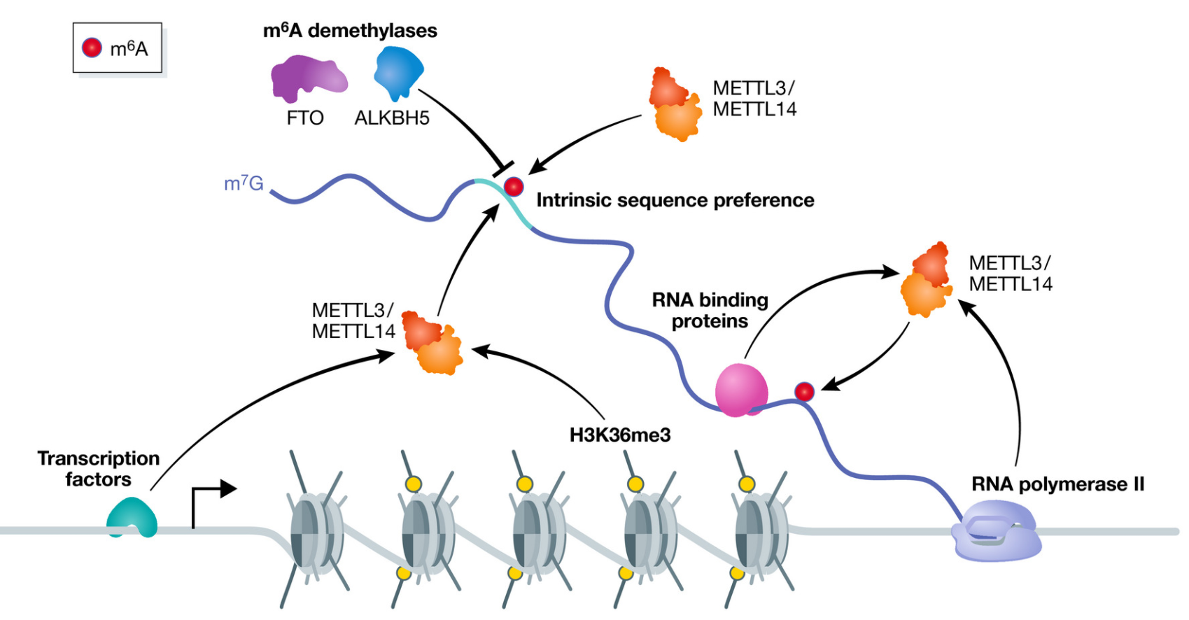 RNA m6A修饰问题汇总 - 知乎