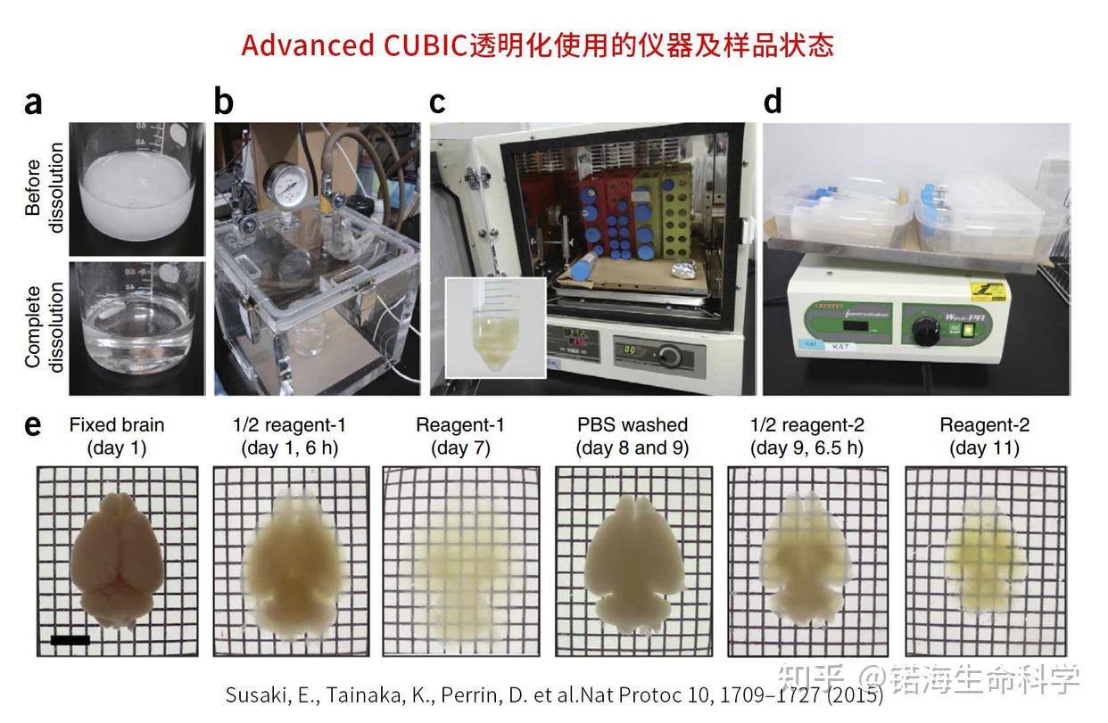 科研干货，组织透明化技术之Advanced CUBIC - 知乎
