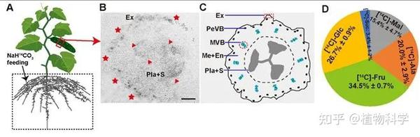 中国农业大学眭晓蕾课题组揭示苹果酸脱羧酶CsNADP-ME2介导黄瓜果实碳和氨基酸代谢平衡的作用机制 - 知乎