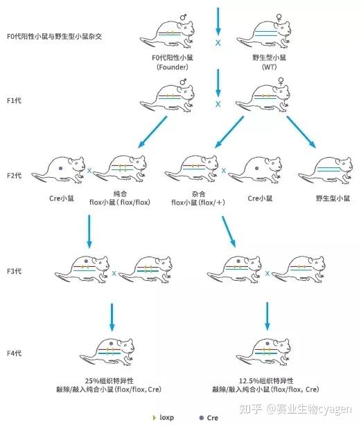 条件性敲除小鼠的原理、构建与应用 - 知乎