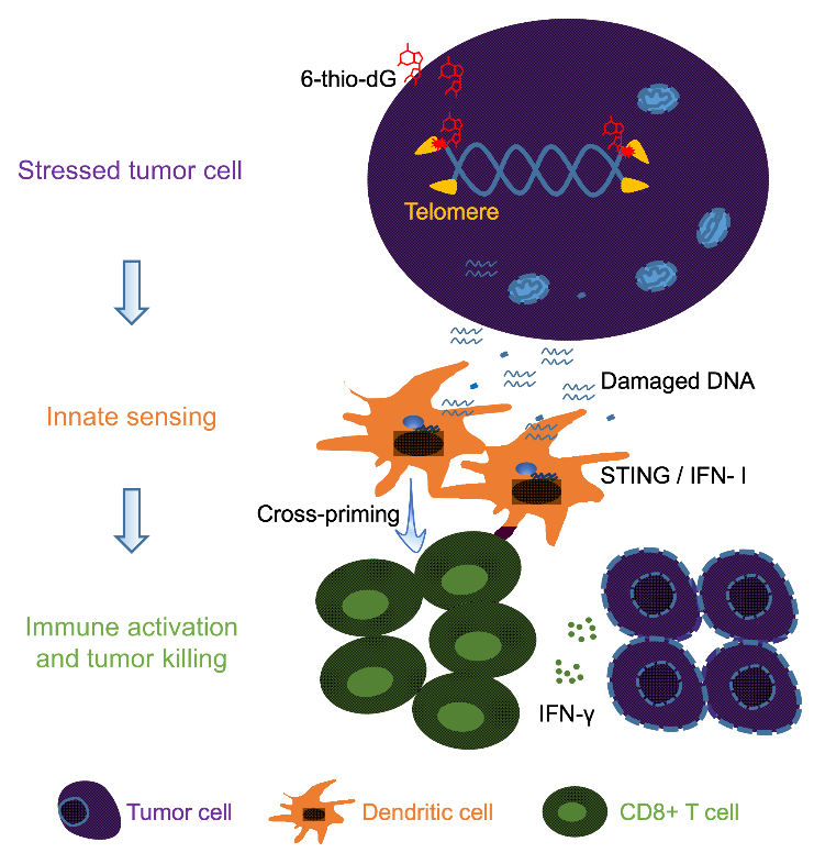 Cancer Cell | 端粒损伤激活抗肿瘤免疫应答机制 - 知乎