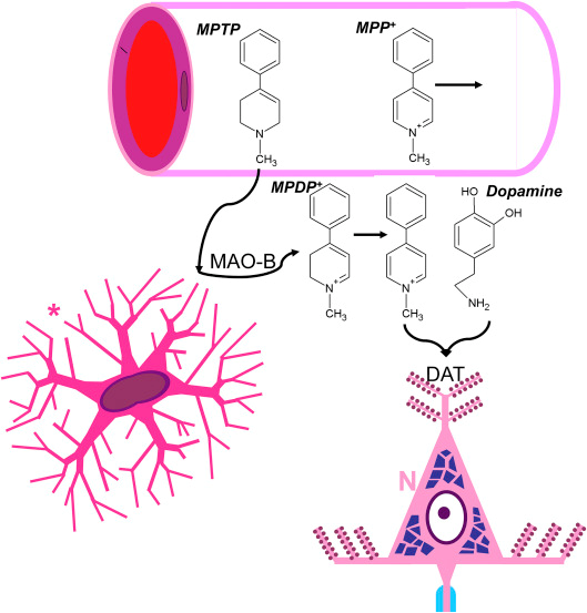 毒物科普：MPTP及其他 - 知乎