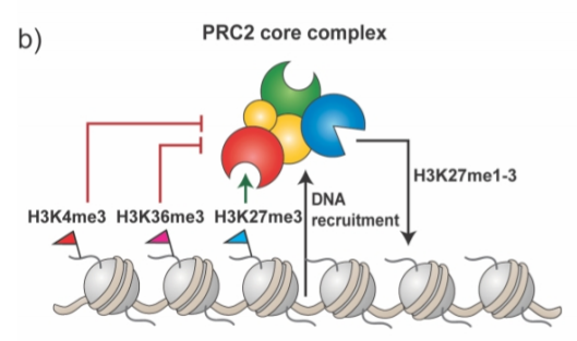 文献精读{反馈回路}：什么是反馈回路 - 知乎