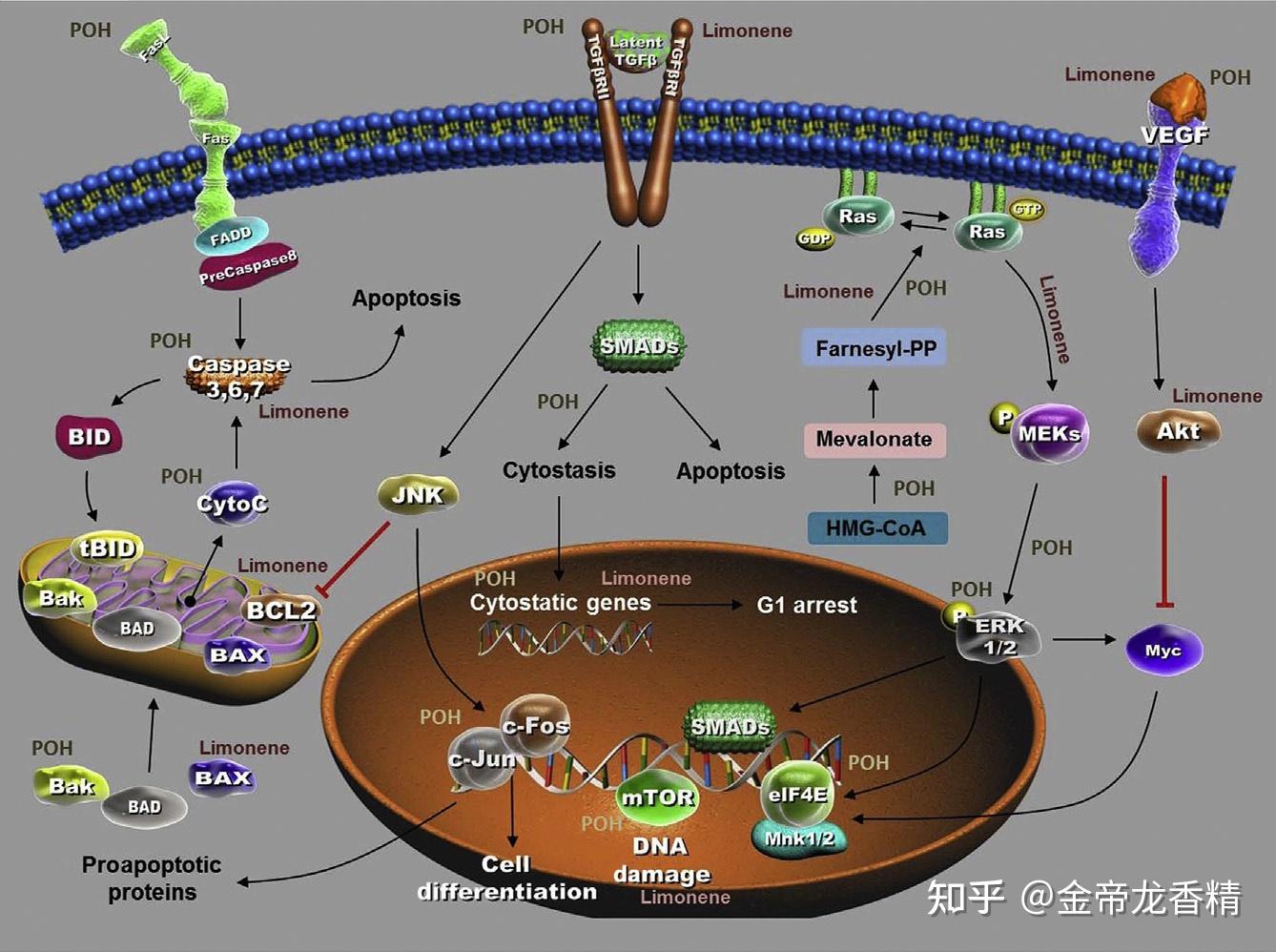 香精与香料(64)—紫苏醇(Perilla alcohol) - 知乎