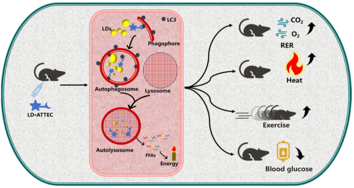 Phenomics|复旦大学生命科学学院鲁伯埙教授、付玉华青年副研究员揭示自噬途径清除脂滴改变肥胖-糖尿病小鼠的代谢表型 - 知乎