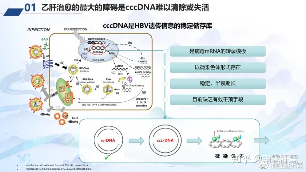 任红教授：低病毒血症（LLV）的基础研究进展与临床对策 - 知乎