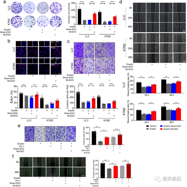 杨宝峰院士团队：心肌细胞外泌体抑制肿瘤铁死亡敏感性 - 知乎