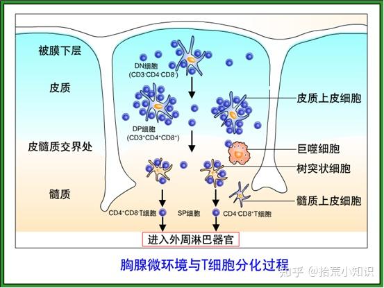 疫苗发挥作用的基础：什么是免疫系统？机体免疫系统由哪些部分组成？ - 知乎