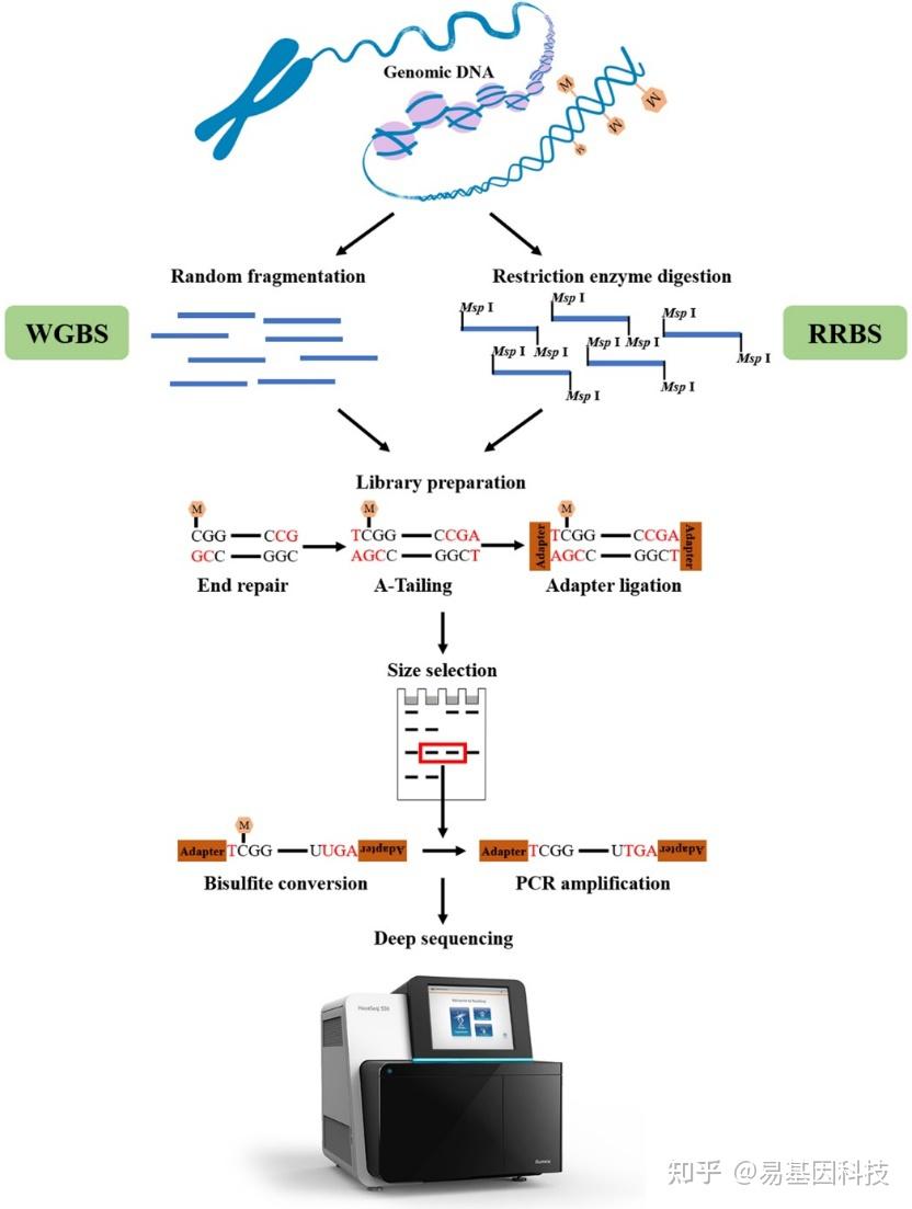 易基因｜DNA甲基化方法全解析：方法发展、技术应用、优缺点 - 知乎