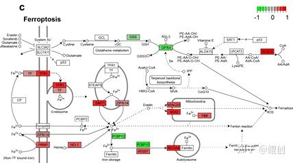 棕榈酸下调ACSL4抑制肺腺癌细胞的铁死亡加重疾病进展的经验分享（棕榈酸水溶液、棕榈酸BSA溶液） - 知乎