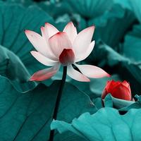 063规则Wing结构之XYZ-Wing - 知乎