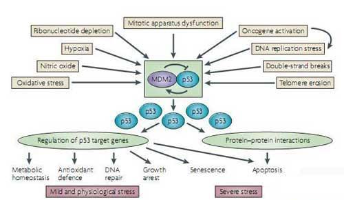 p53和它的家族（下） - 知乎