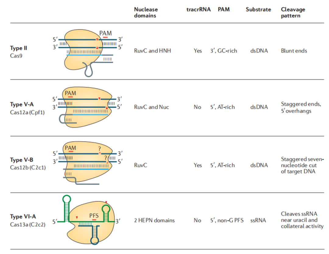 重新定义CRISPR-Cas系统功能！IV型CRISPR-Cas可用于对抗耐药菌 - 知乎