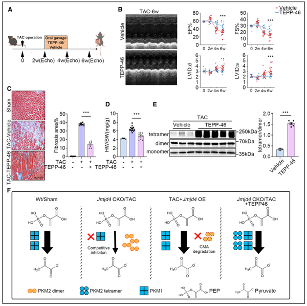 Circulation | 同济大学发现Jmjd4促进心肌细胞中的Pkm2降解，并可预防扩张型心肌病 - 知乎