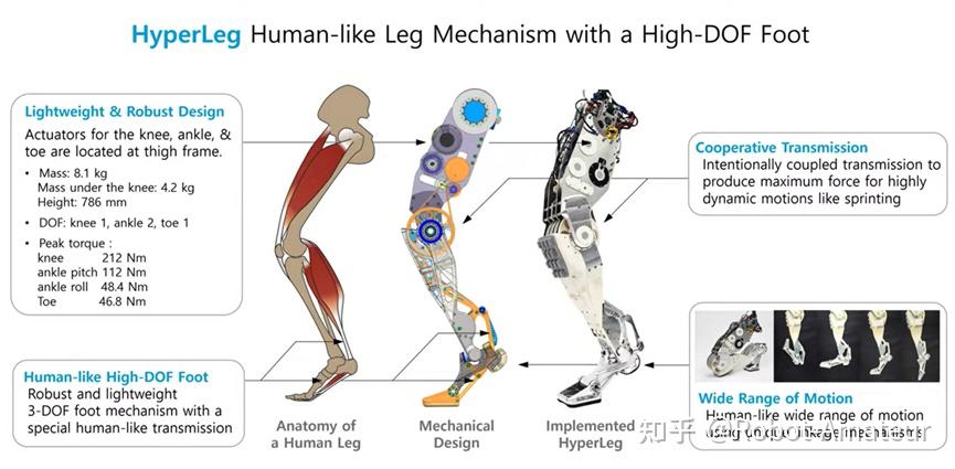 浅析：HyperLeg--Highly Dynamic Human-like Robot Leg with Ankle and Toe ...