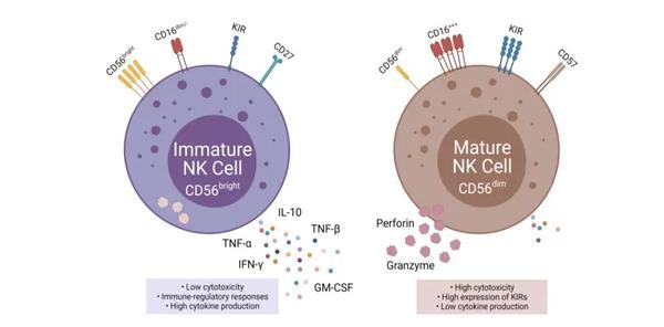 追踪免疫界的航空母舰NK细胞 - 知乎