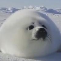 Runtime：RPATH/LD_LIBRARY_PATH/RUNPATH - 知乎