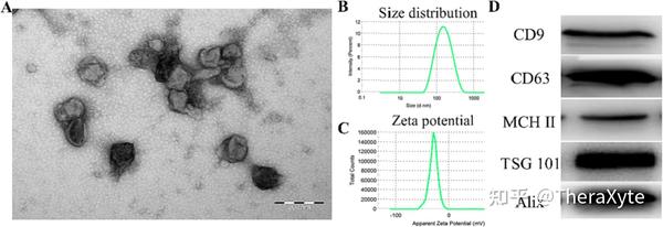 外泌体+肿瘤新抗原，个体化肿瘤免疫治疗新思路 - 知乎