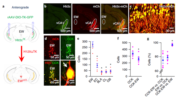 HSV顺向跨单突触标记 - 知乎