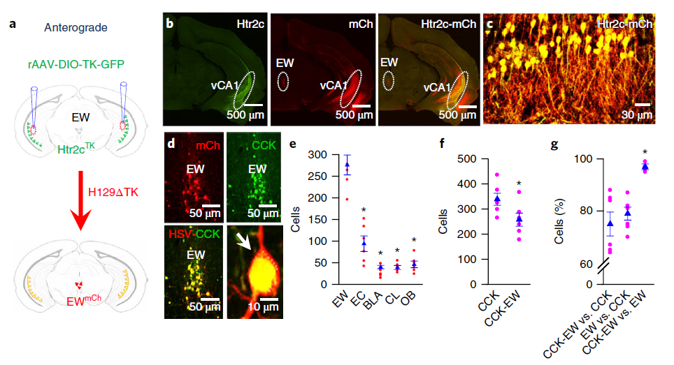 HSV顺向跨单突触标记 - 知乎