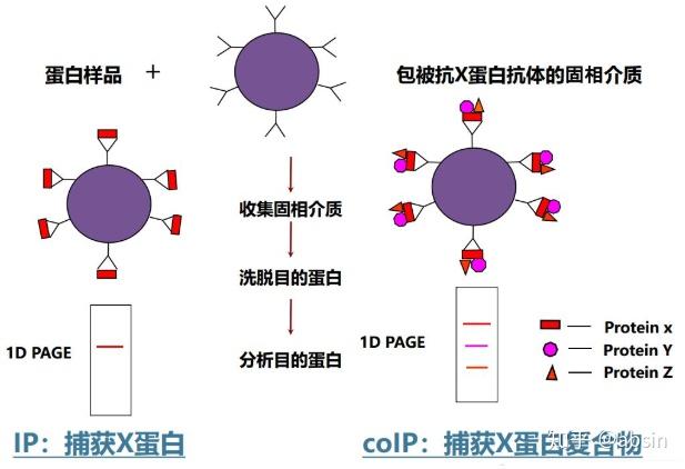 小爱科普：IP&Co-IP实验知多少~ - 知乎