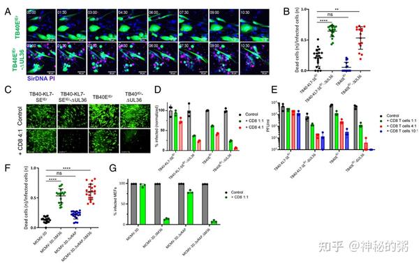 人巨细胞病毒感染在我国非常广泛，90%的成年人都感染过巨细胞病毒（你中招了吗？）。CMV一旦感染会持续终生，目前还没有针对CMV的疫苗。 - 知乎
