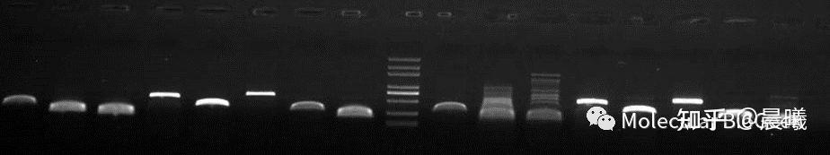 PCR进阶——GC-Rich片段的扩增策略 - 知乎