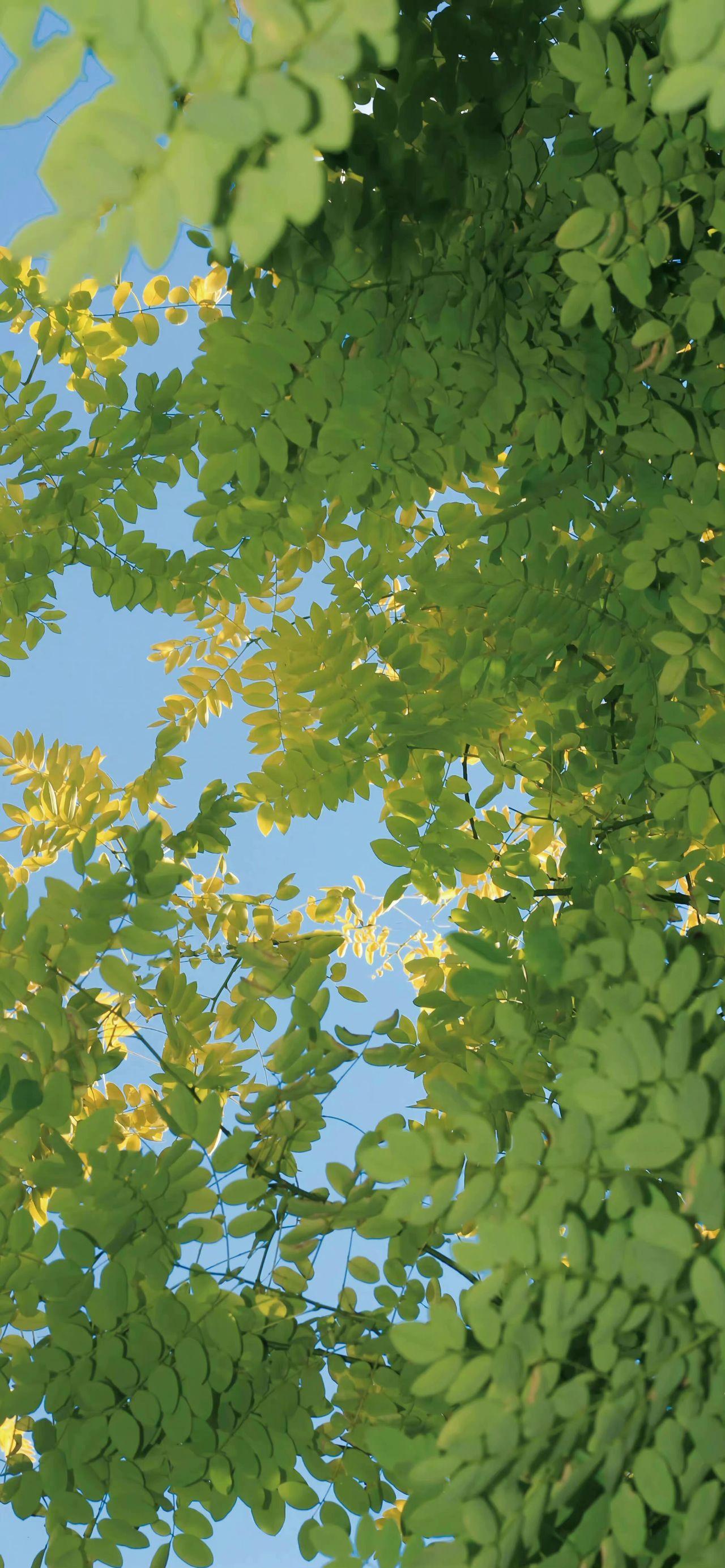 好看的竖屏壁纸吖 - 知乎