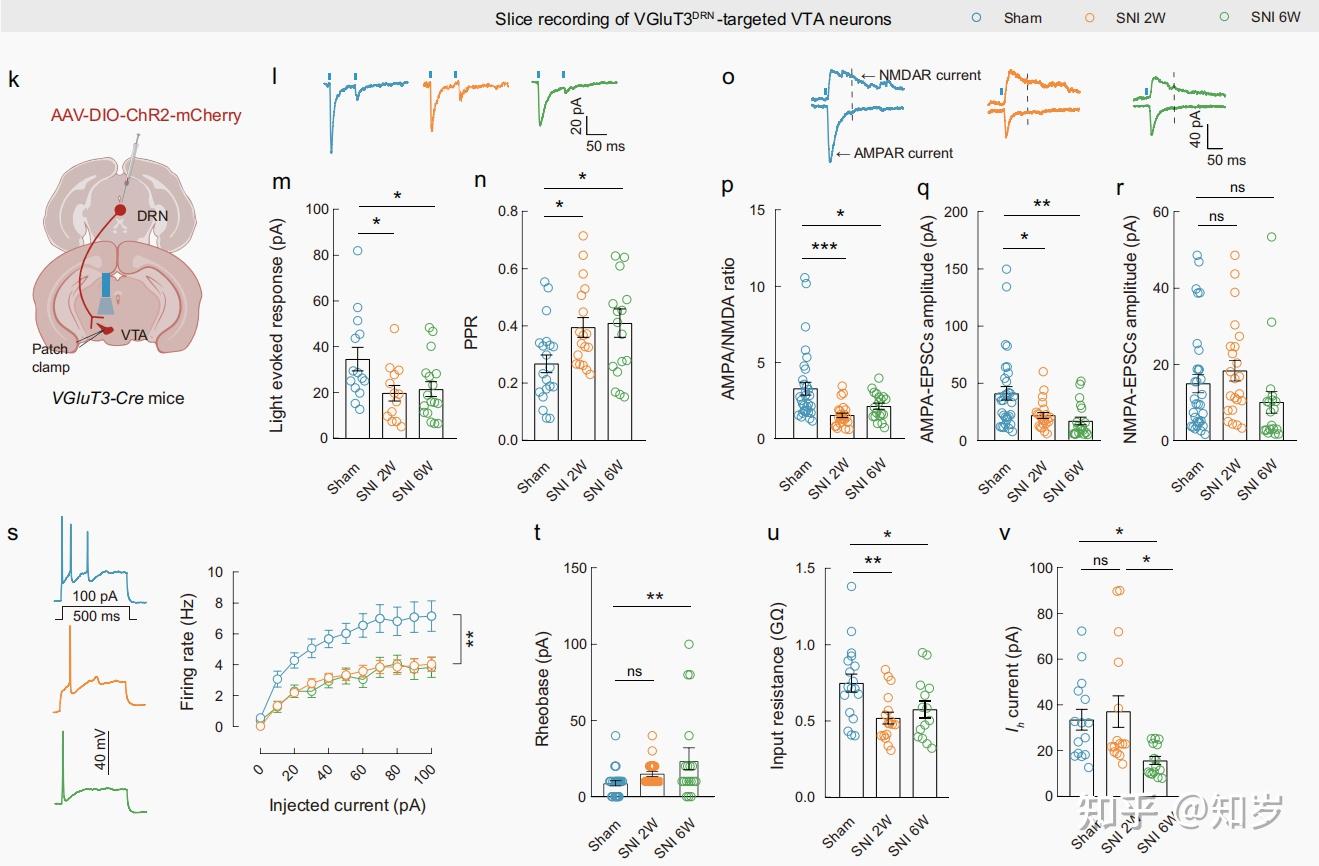 Nature communications|谷氨酸能DRN-VTA通路调节小鼠神经性疼痛和共病快感缺乏样行为 - 知乎