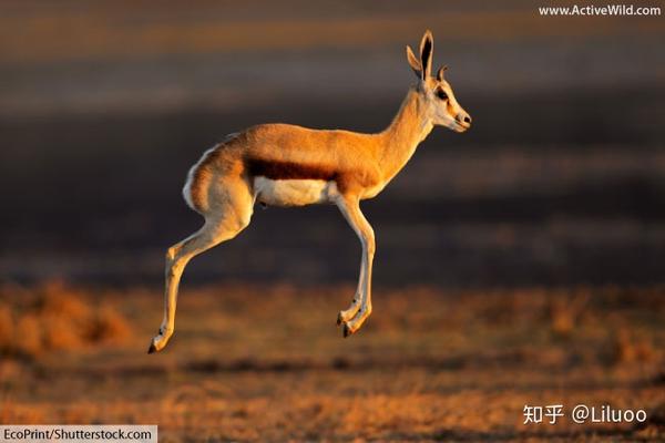 非洲野生动物中英文一览表 African Animals List - 知乎