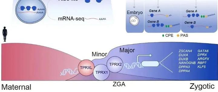 Science丨颉伟、陈子江、赵涵发表人类早期胚胎翻译组图谱揭示TPRX参与人类合子基因组激活 - 知乎
