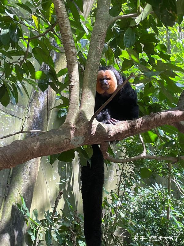 新加坡动物园游记 - 知乎