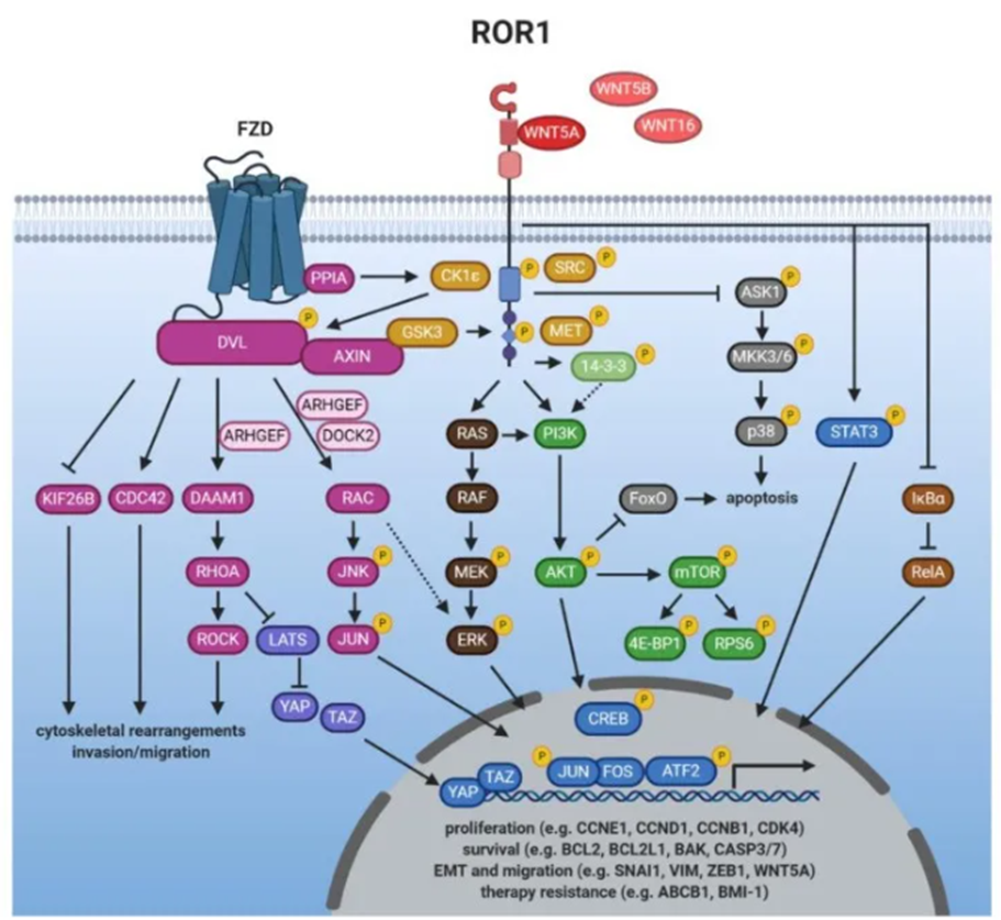 杰论系列 | 肿瘤免疫治疗新兴靶点ROR1 - 知乎