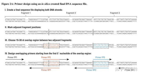 Gibson assembly/Gibson组装的具体实验步骤 - 知乎